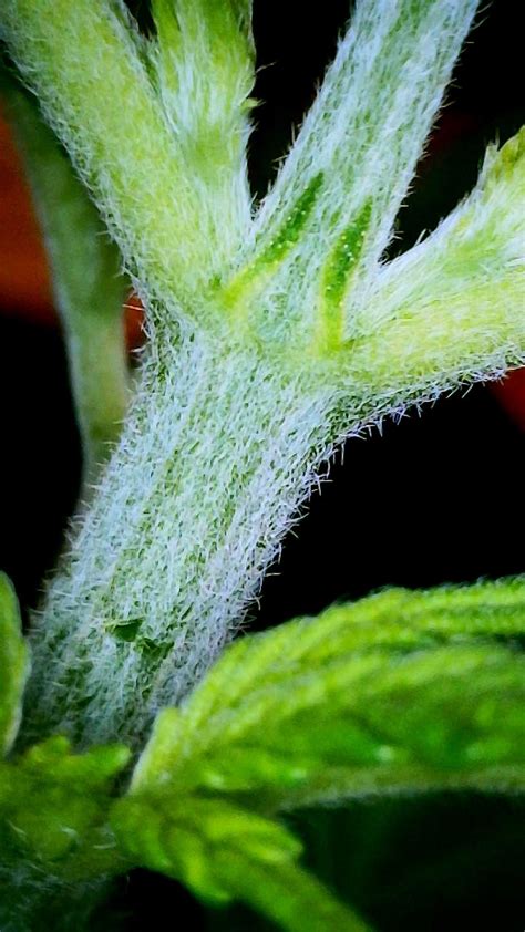 Hairy Seedling Stem R Autoflowers