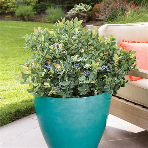 Vaccinium Bushel And Berry® Pink Icing® Blueberry From Saunders