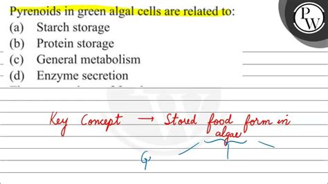 Pyrenoids In Green Algal Cells Are Related To A Starch Storage Youtube
