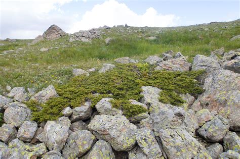 Juniperus hemisphaerica - Изображение особи - Плантариум