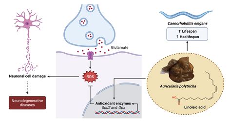 Neuroprotective Effects Against Glutamate Induced Ht 22 Hippocampal