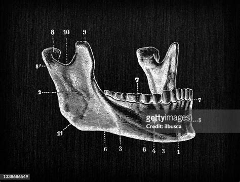Diagram Of Human Skull Photos And Premium High Res Pictures Getty Images