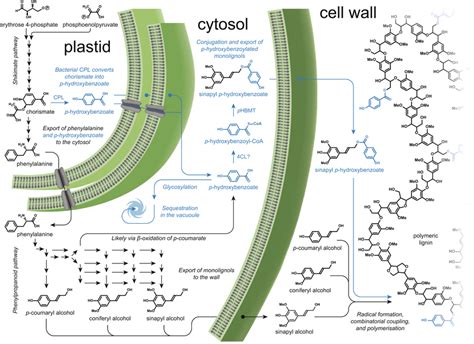 Metabolic Map Depicting The Shikimate And General Phenylpropanoid Download Scientific Diagram