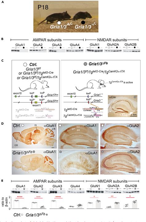 Figure 1 From Distinct Effects Of Ampar Subunit Depletion On Spatial