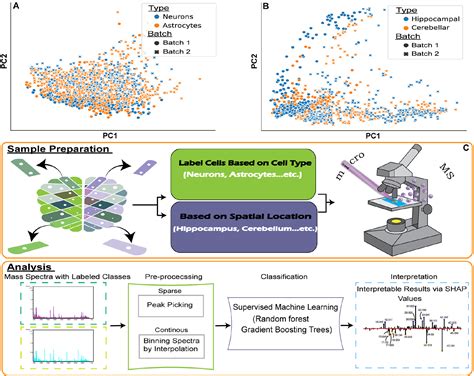 Single Cell Classification Using Mass Spectrometry Through Interpretable Machine Learning Pmc