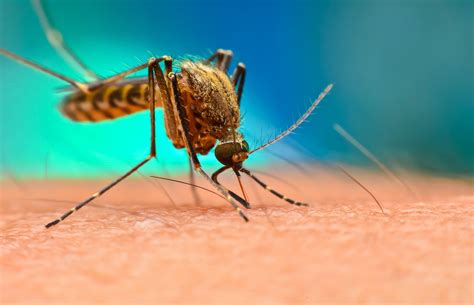 Preventing The Spread Of Malaria Pursuit By The University Of Melbourne