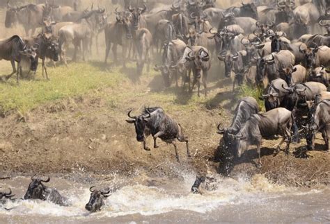 Most Common Questions To The Official Odoo Partner