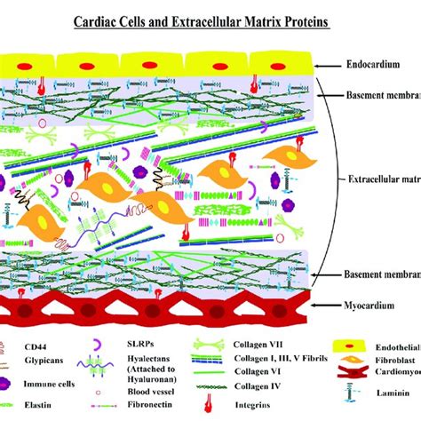 Architecture Of Cardiac Ecm The Figure Shows A Model Transverse Section Download Scientific
