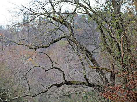 My Favorite Things Naked Trees