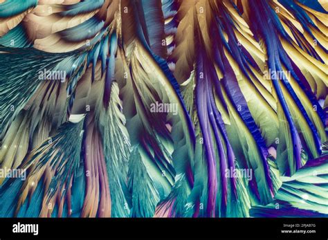 a mixture of beta alanine and l glutamine amino acids in cross