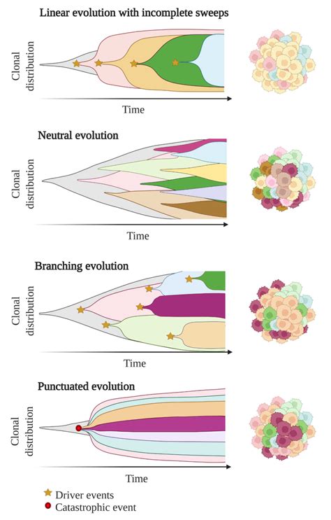 Models Of Tumour Evolution Described By Muller Plots Which Represent