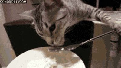 Cat Eating 