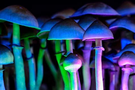 Magic Mushrooms Effects And Dangers Clearbrook Centers
