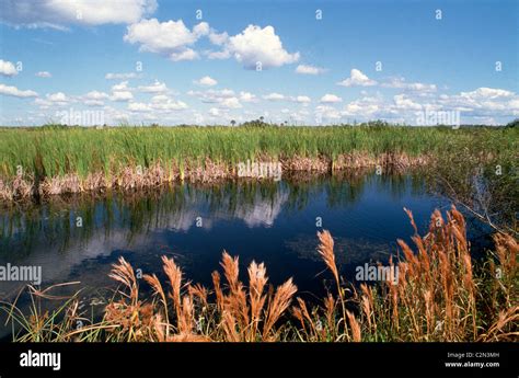Sawgrass And Other Wetlands Vegetation Add To The Wild Beauty Of The