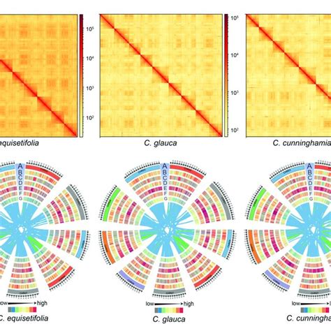 pdf chromosome scale de novo genome assembly and annotation of three