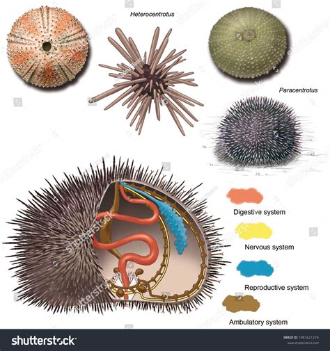 Echinoderm Anatomy