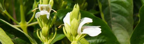 Naturevibe Botanicals Organic Vasaka Leaf Powder 8 Ounces