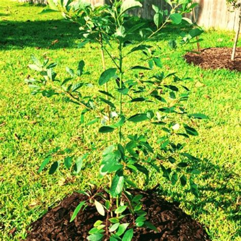 Sassafras Tree Saplings X 5 Sassafras Albidum Plant Sassafras Etsy