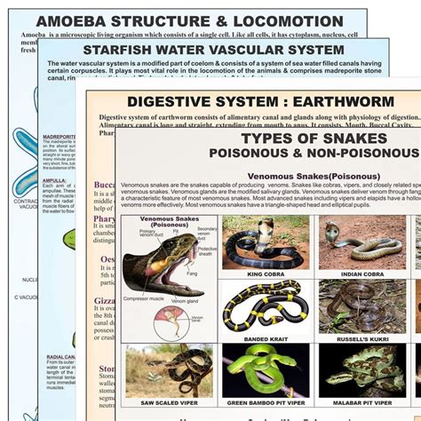 Reptilia Charts Varanus Skeleton