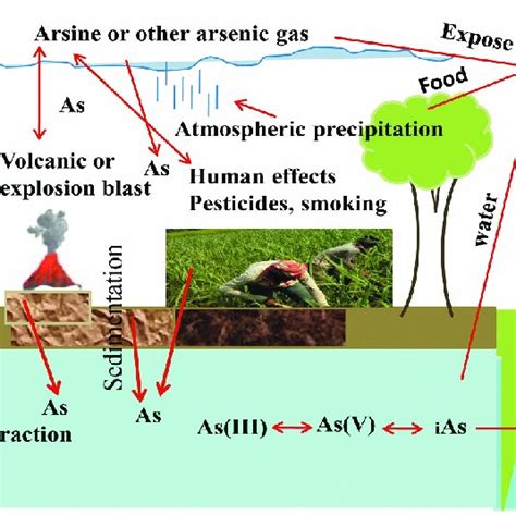 Schematic Representation Of Arsenic Distribution Cycle And Exposed In