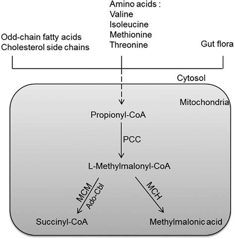 Methylmalonic Acid Maculopathy Due To Cobalamin C Cb1c Disease In An