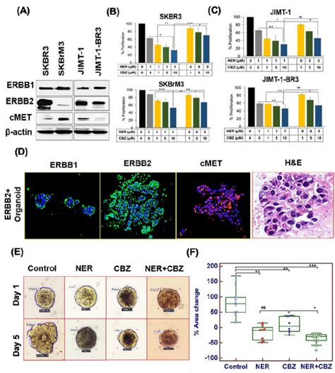Effect Of Targeting Erbb1 And C Met On Cell Proliferation In Download Scientific Diagram