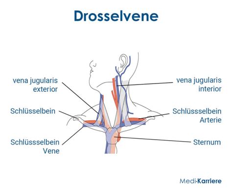 Vena Jugularis Interna Externa Und Anterior Medi Karriere