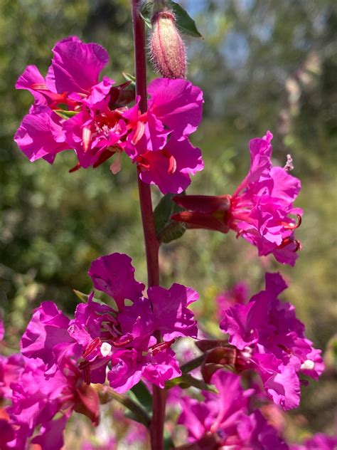 Clarkia Unguiculata Elegant Clarkia Neels Nursery