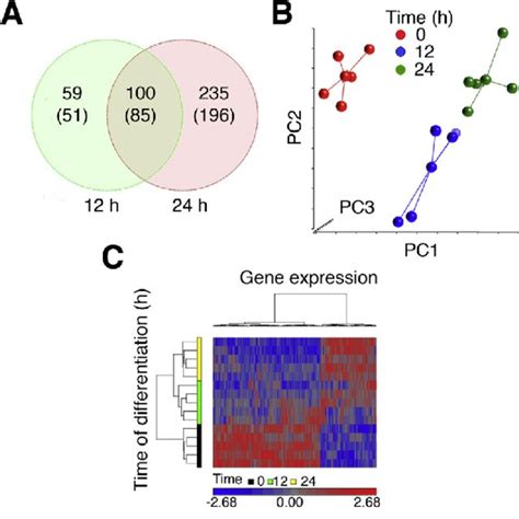 differentially expressed transcripts after short term differentiation