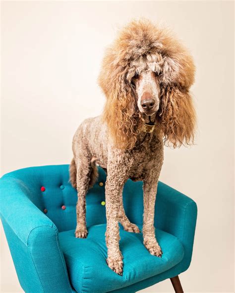 Starsessions Poodles