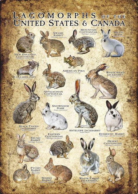 Lagomorphs
