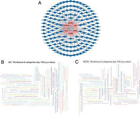 Interaction Network Analysis Between Apoptosis Regulators And Their Interaction Network Analysis Between Apoptosis Regulators And Their