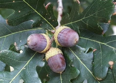 How To Identify Oak Trees Using Acorns Artofit