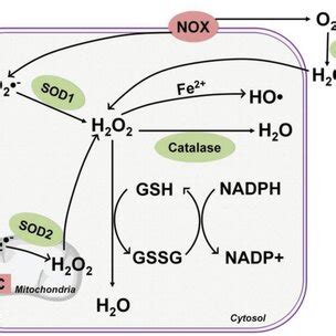 Regulation Of Redox Homeostasis Primary Intracellular Production Of Download Scientific