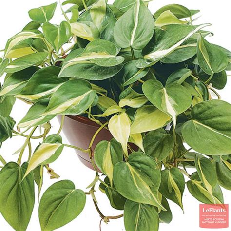 Филодендрон лазающий (Philodendron scandens) — описание, выращивание ...