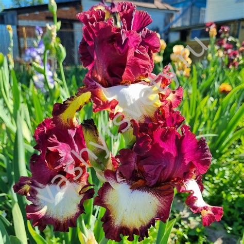 Ирисы Class Ring Класс ринг