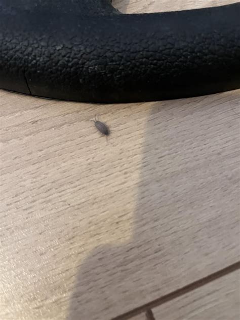 Silver Bug Istanbul Rwhatsthisbug