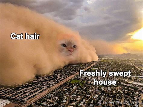 ‘kitty Litterposting 50 Funny Posts And Memes About Cats You May Wish