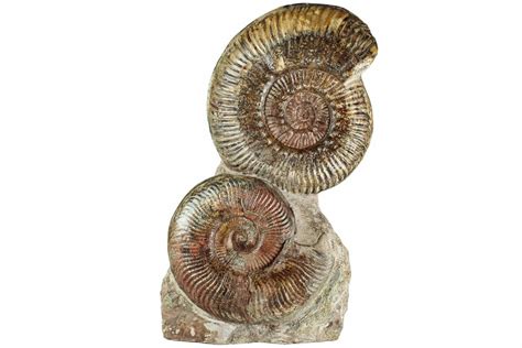 8 7 Free Standing Fossil Ammonite Hammatoceras Pair France