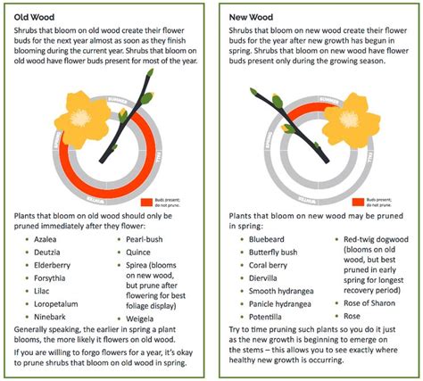 Pruning Demystified Proven Winners Prune Pruning Shrubs Smooth