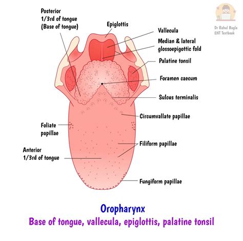 Anatomy And Physiology Of Pharynx Divisions Of Pharynx