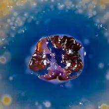 Live Cell Imaging The Scientist