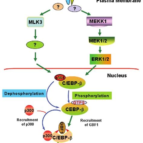 A Simplified View Of The Mitogen Activated Protein Kinase Mapk
