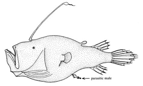 Six Seriously Strange Animal Adaptations Neatorama