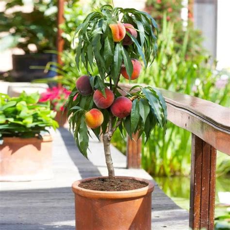 6 Easy To Grow Dwarf Peach Trees