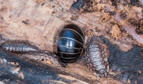 How To Get Rid Of Pillbugs And Sowbugs Best Pest Control