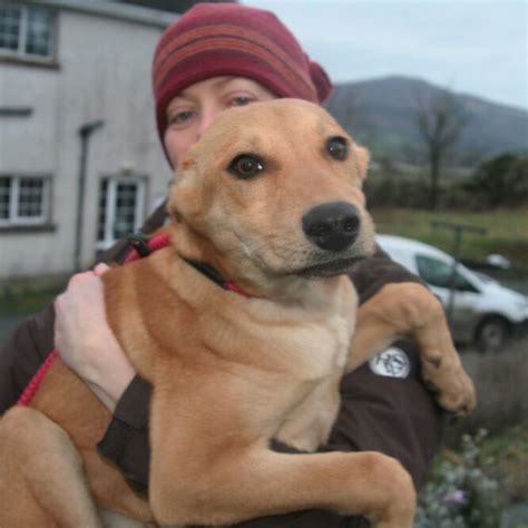 Julia 044 Hundar Utan Hem