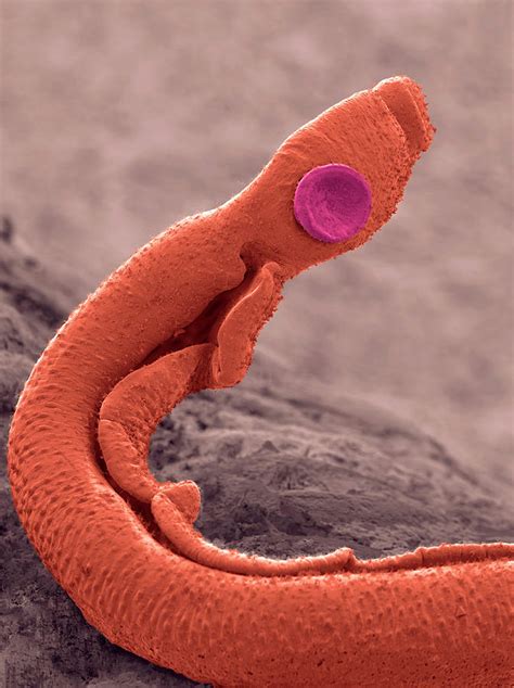 Schistosoma Flatworm 2 By Thierry Berrod Mona Lisa Production