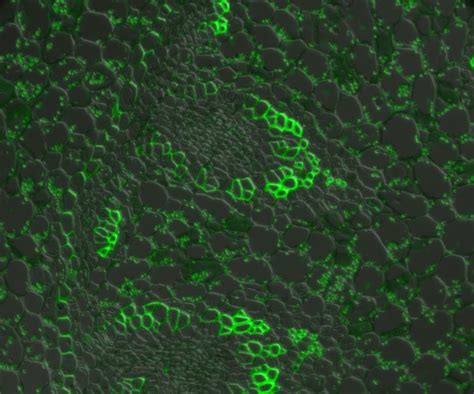 Introduction To Widefield Microscopy Learn And Share Leica Microsystems
