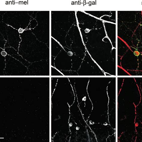 Immunohistochemical Detection Of Melanopsin Expressing Cells In A Mouse Download Scientific